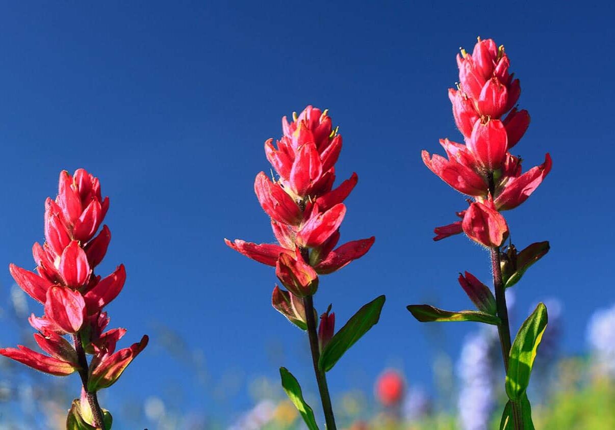 Thing To Do In Vail, Colorado, In Summer | Sonnenalp Vail